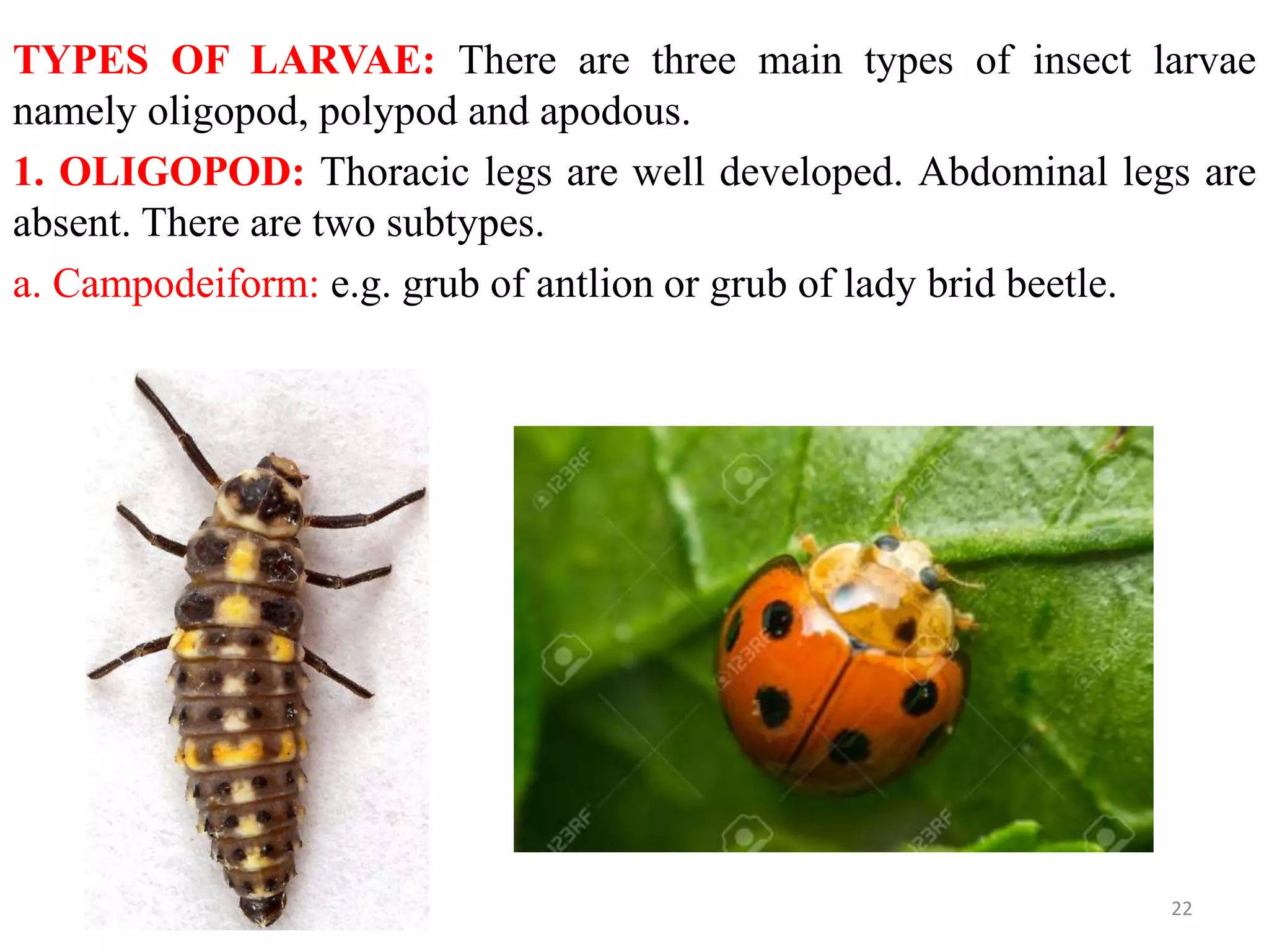 Metamorphosis and immature stages in insects | PPTX