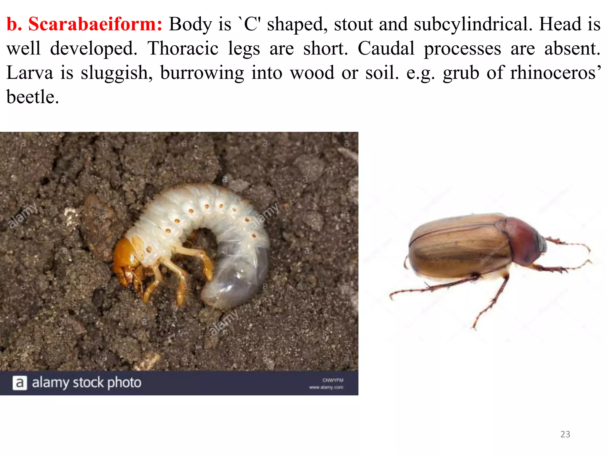 Metamorphosis and immature stages in insects | PPTX