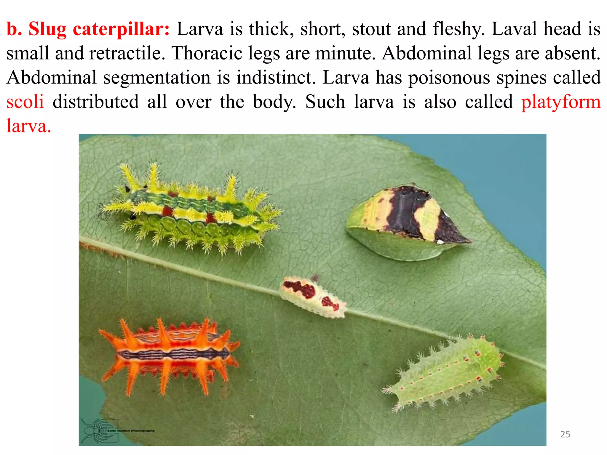 Metamorphosis and immature stages in insects | PPTX