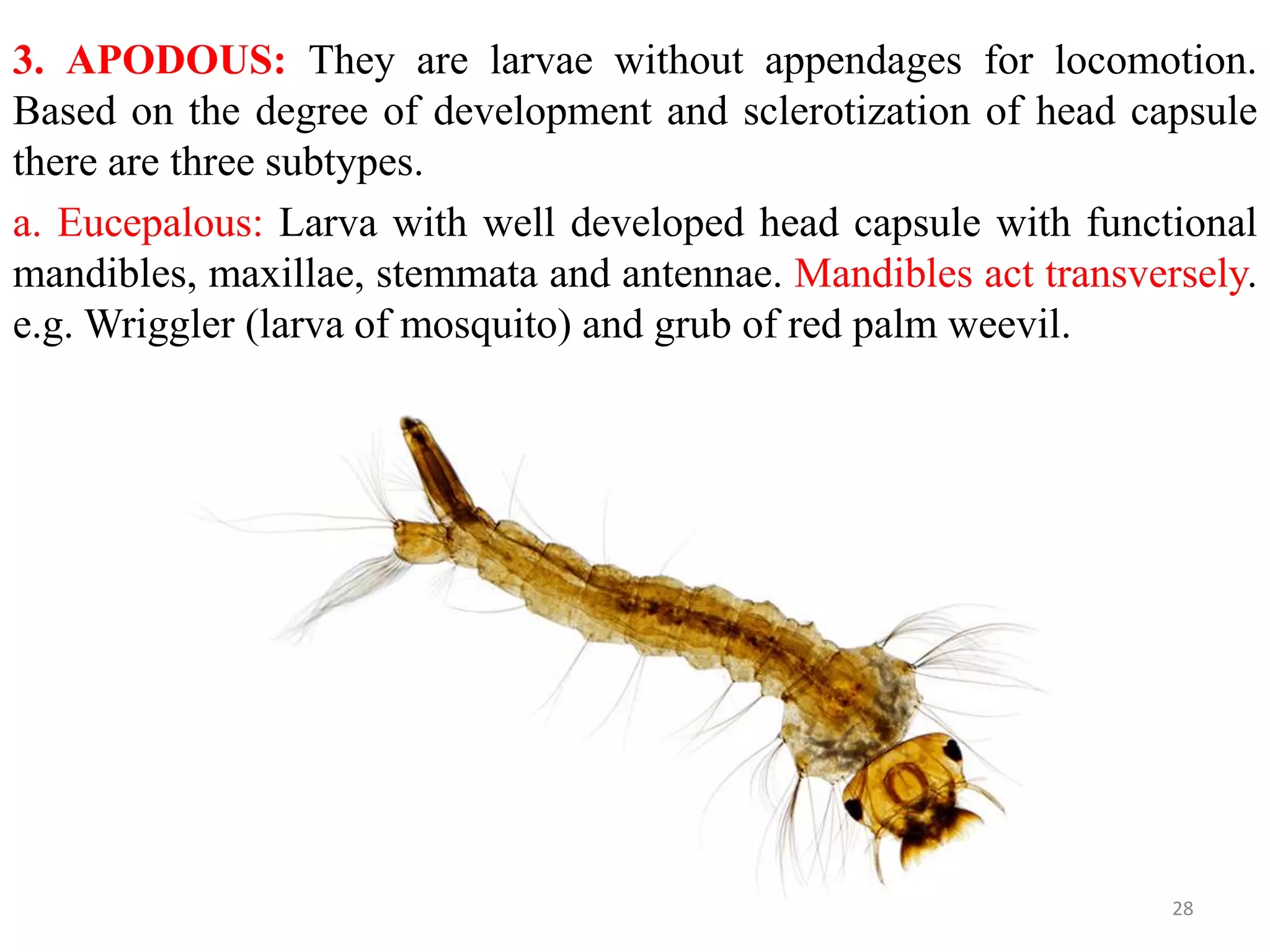 Metamorphosis and immature stages in insects | PPTX