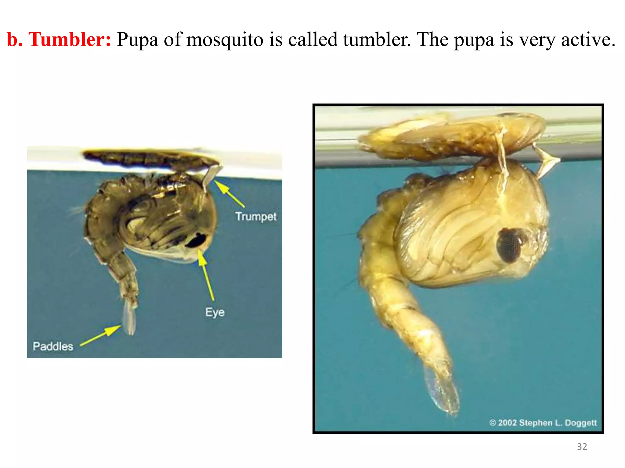 Metamorphosis and immature stages in insects | PPTX