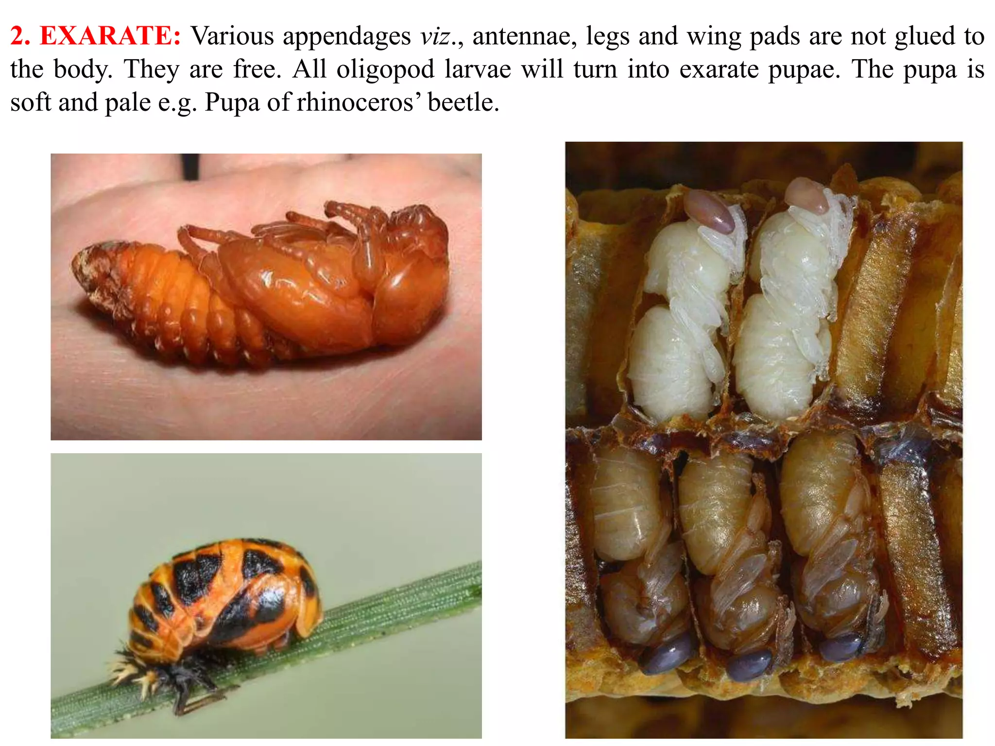 Metamorphosis and immature stages in insects | PPTX