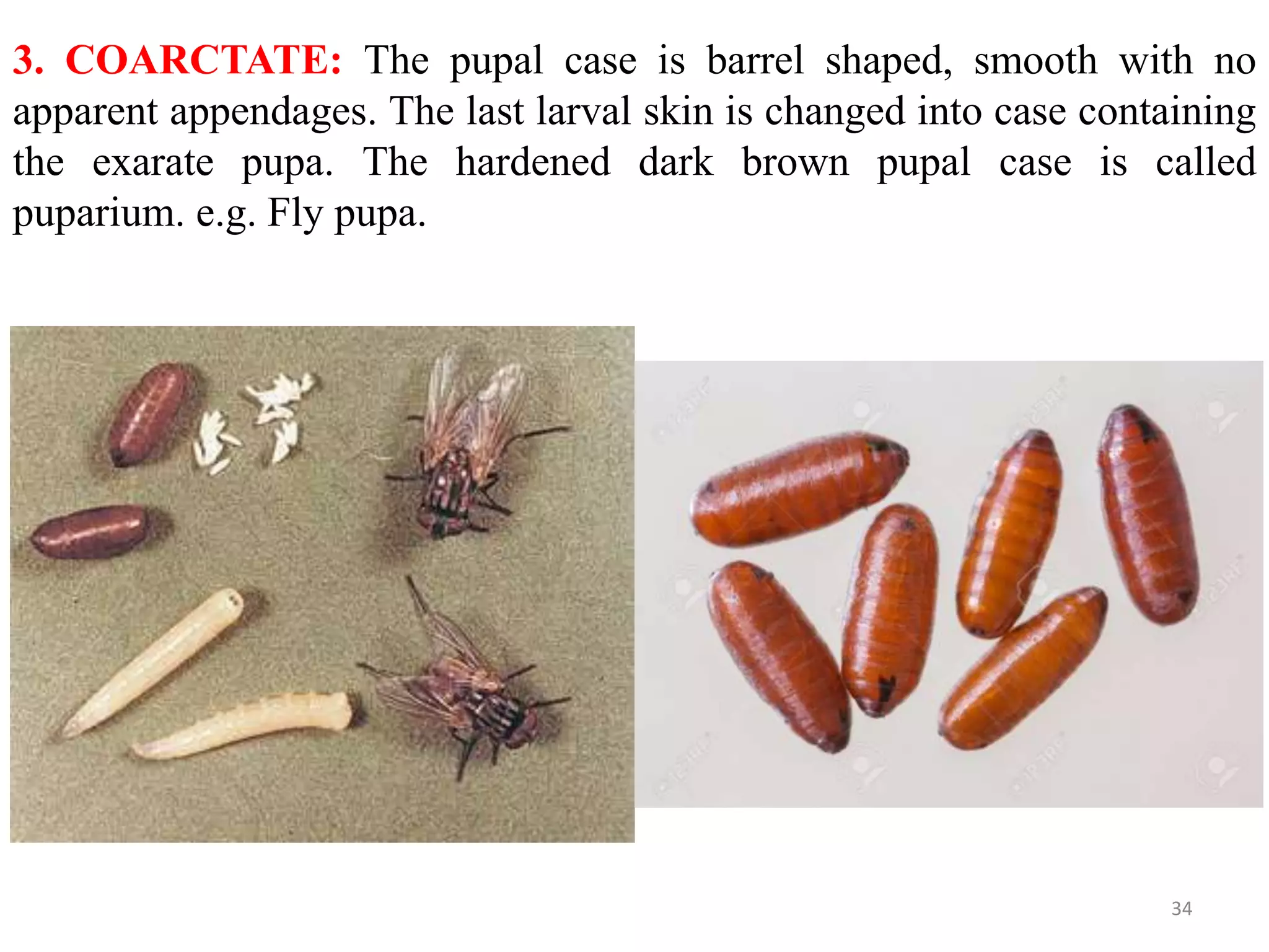 Metamorphosis and immature stages in insects | PPTX