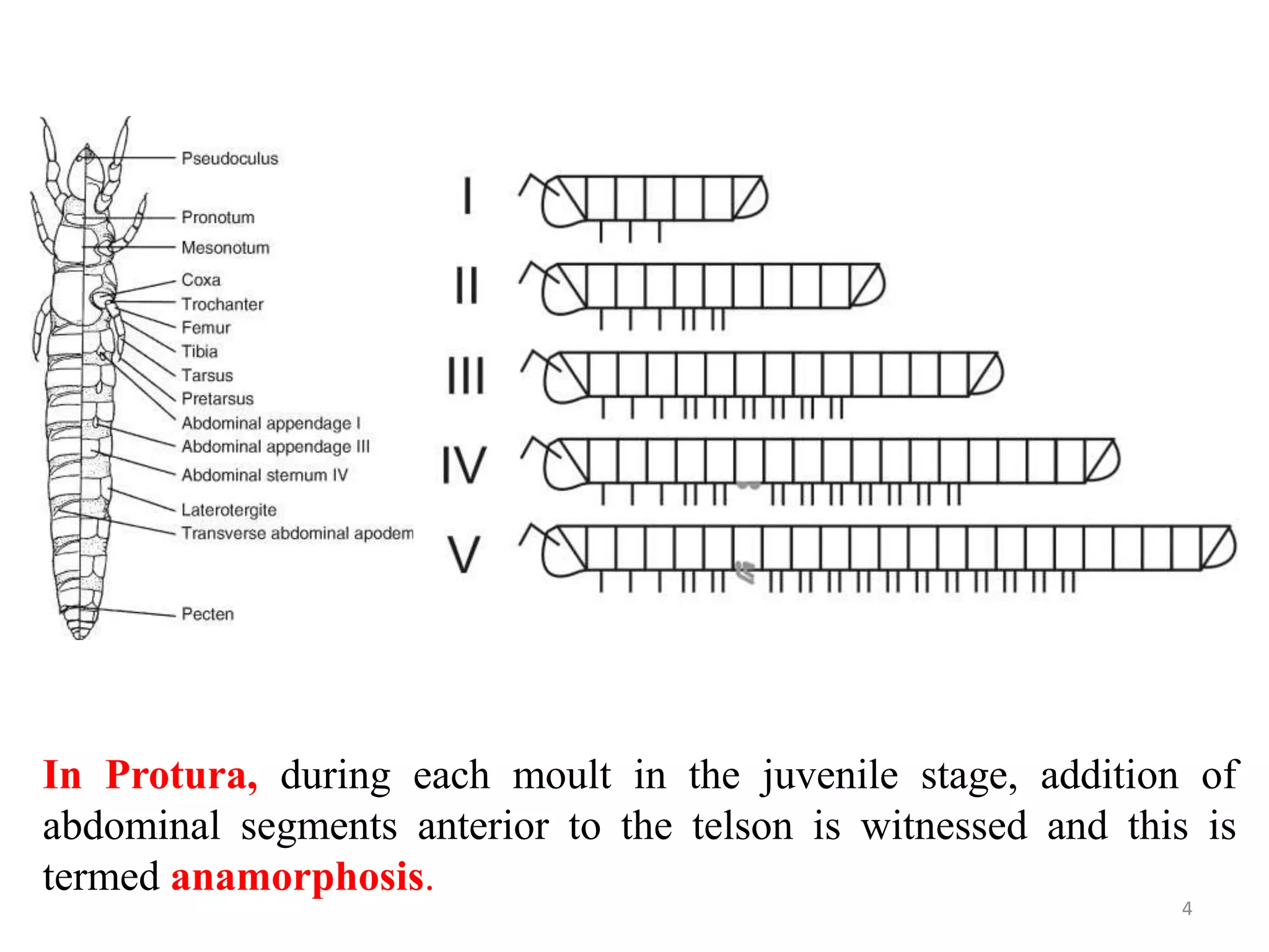 Metamorphosis and immature stages in insects | PPTX