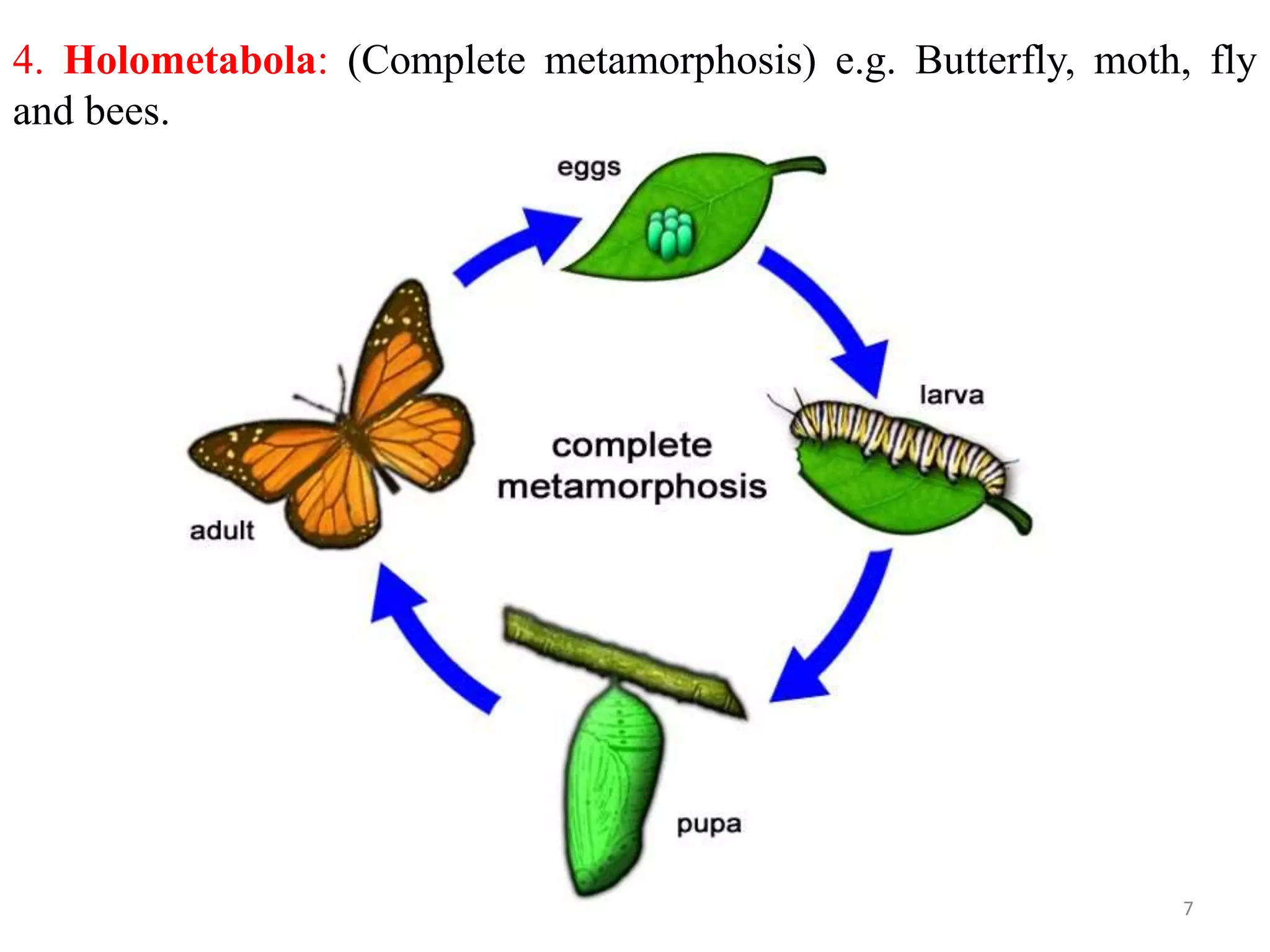 Metamorphosis and immature stages in insects | PPTX