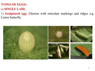 Metamorphosis and immature stages in insects | PPTX