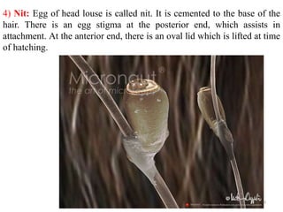 Metamorphosis and immature stages in insects | PPTX