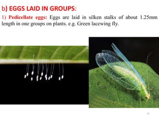 Metamorphosis and immature stages in insects | PPTX