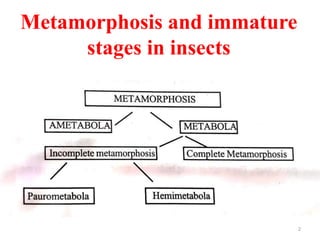 Metamorphosis and immature stages in insects | PPTX