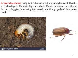 Metamorphosis and immature stages in insects | PPTX
