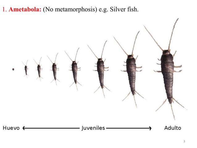Metamorphosis and immature stages in insects | PPTX