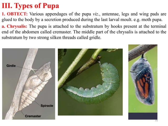 Metamorphosis and immature stages in insects | PPTX