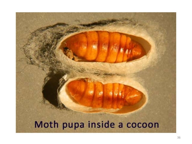 Metamorphosis and immature stages in insects | PPTX