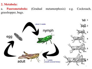 Metamorphosis and immature stages in insects | PPTX
