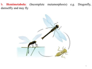 Metamorphosis and immature stages in insects | PPTX
