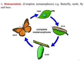 Metamorphosis and immature stages in insects | PPTX