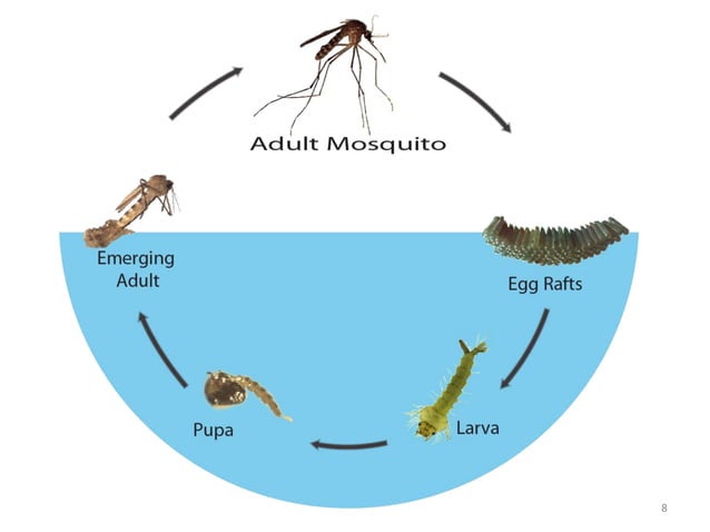 Metamorphosis and immature stages in insects | PPTX