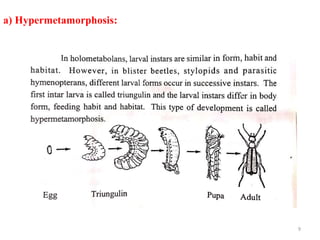 Metamorphosis and immature stages in insects | PPT