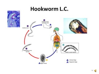 21. phylum nematoda full explanation only on slide share | PPTX