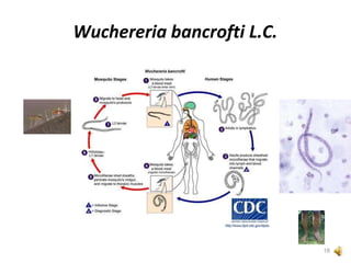Phylum Nematoda Wuchereria