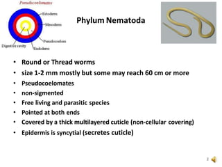 Phylum Nematoda Hookworm