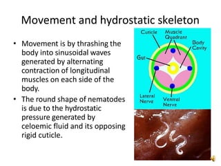 21. phylum nematoda full explanation only on slide share | PPTX