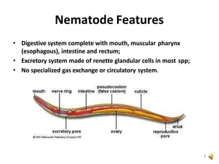 21. phylum nematoda full explanation only on slide share | PPTX