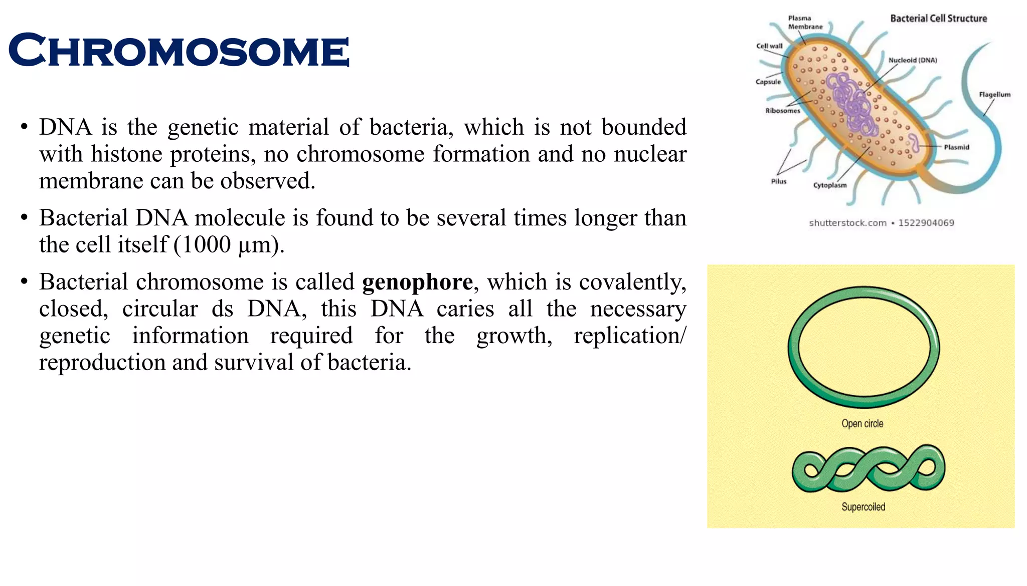 Bacterial cell structure | PDF