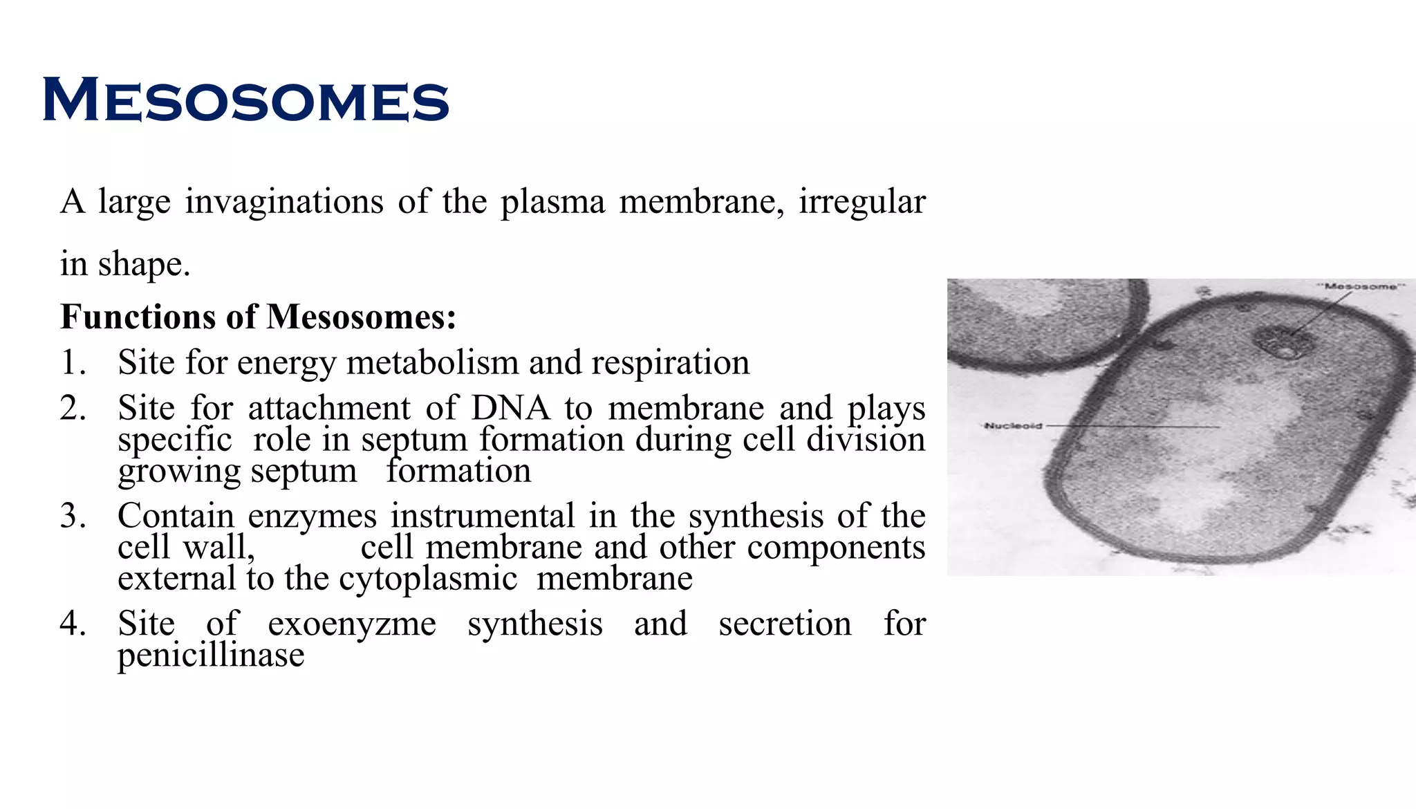Bacterial cell structure | PDF