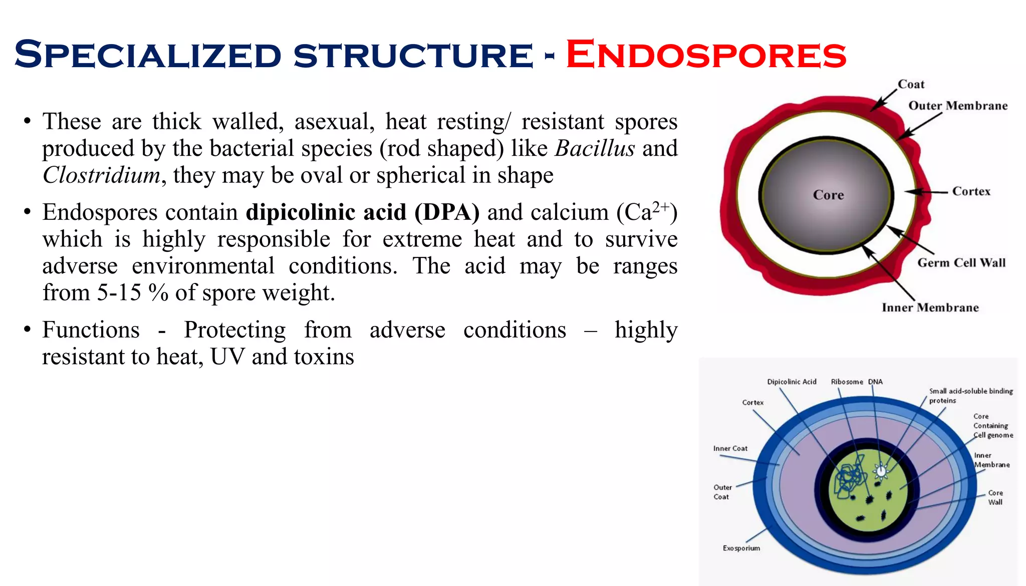 Bacterial cell structure | PDF