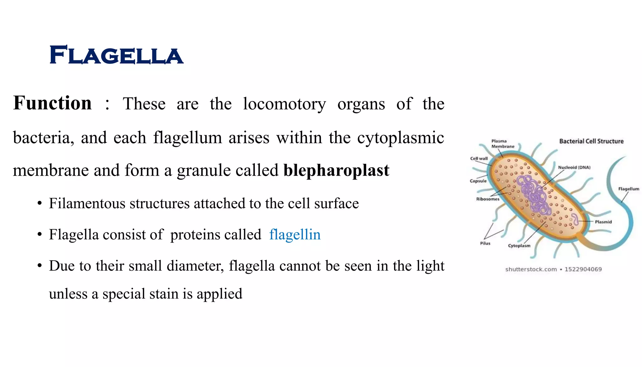 Bacterial cell structure | PDF