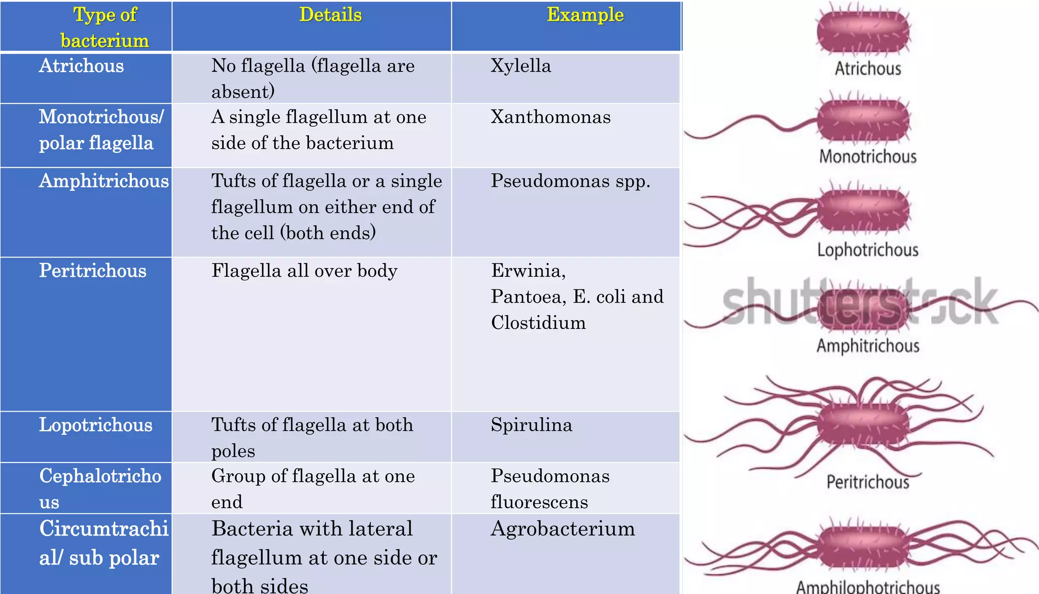 Bacterial cell structure | PDF