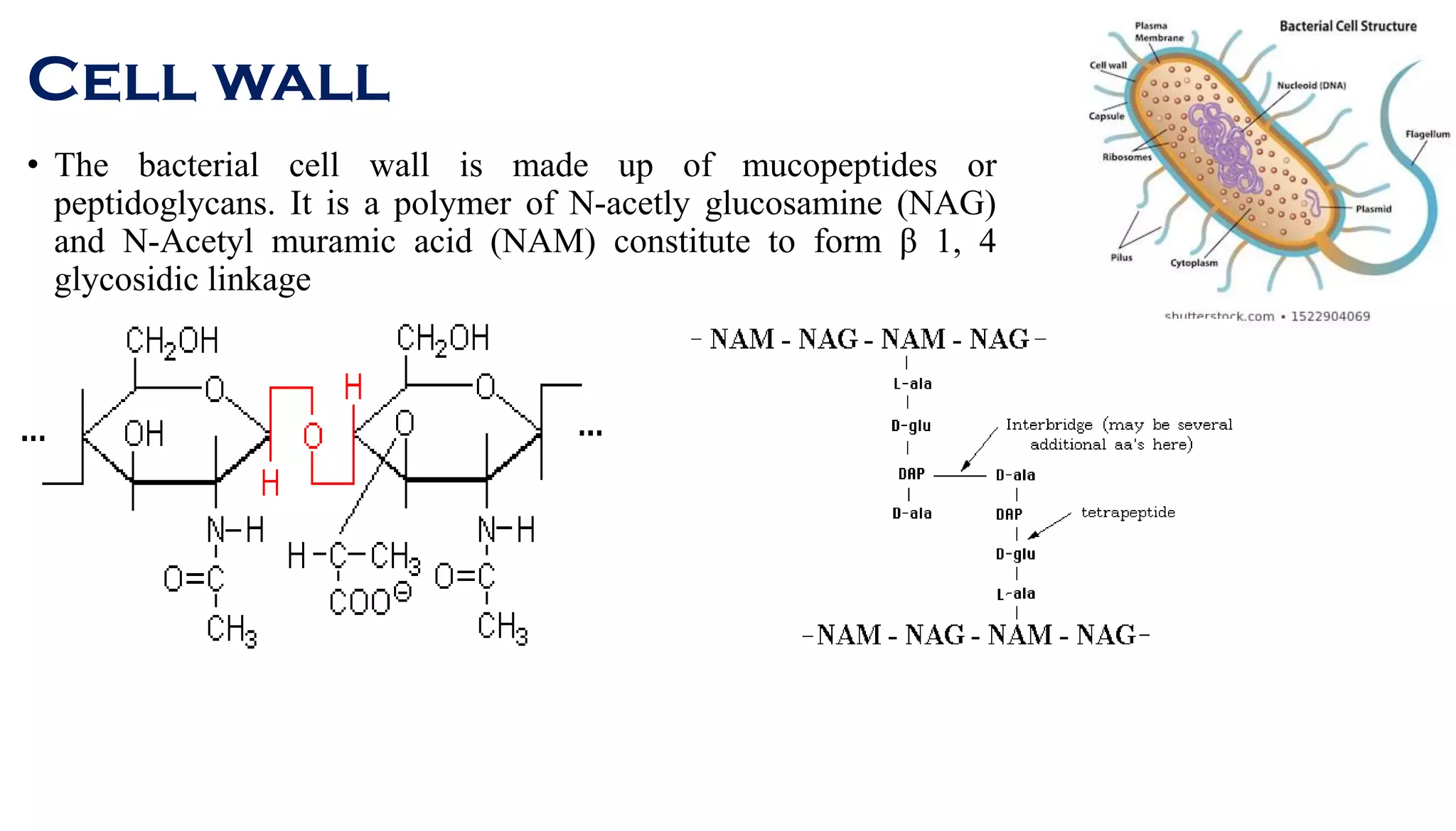Bacterial cell structure | PDF