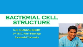 Bacterial cell structure | PDF
