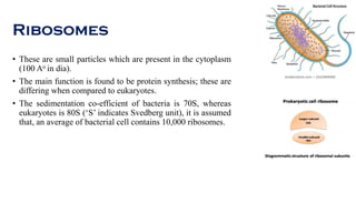 Bacterial cell structure | PDF