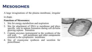 Bacterial cell structure | PDF
