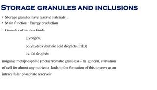 Bacterial cell structure | PDF