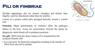 Bacterial cell structure | PDF