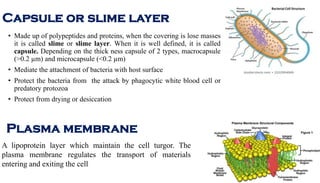 Bacterial cell structure | PDF