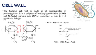 Bacterial cell structure | PDF