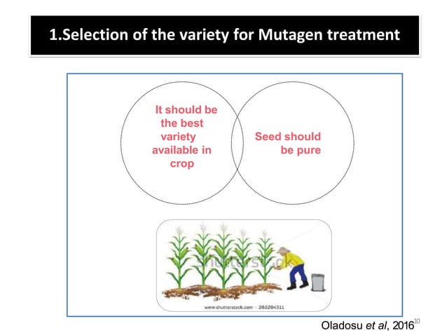 21. Mutation Breeding in crop improvement | PPTX