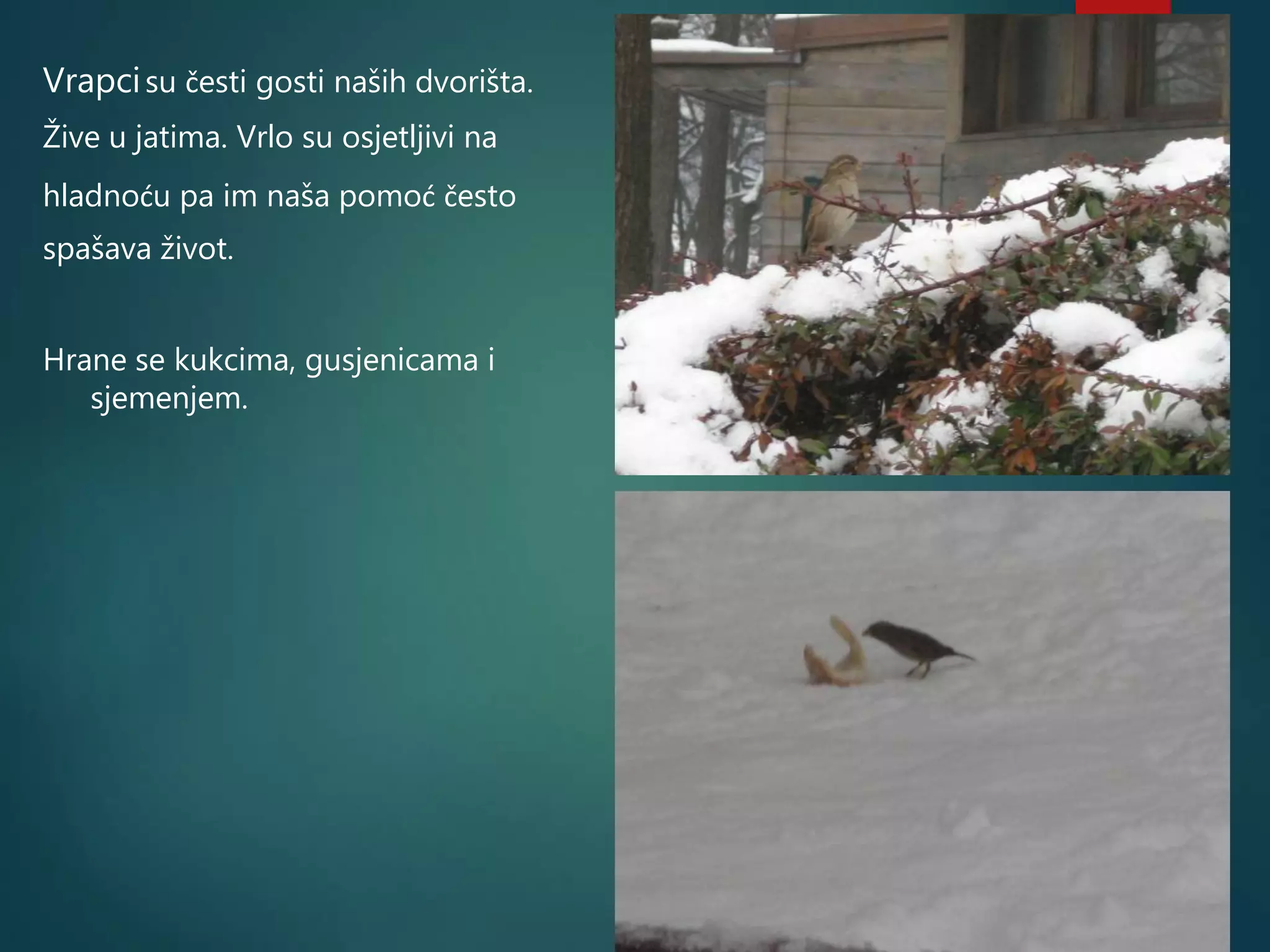 21. ptice stanarice | PPT