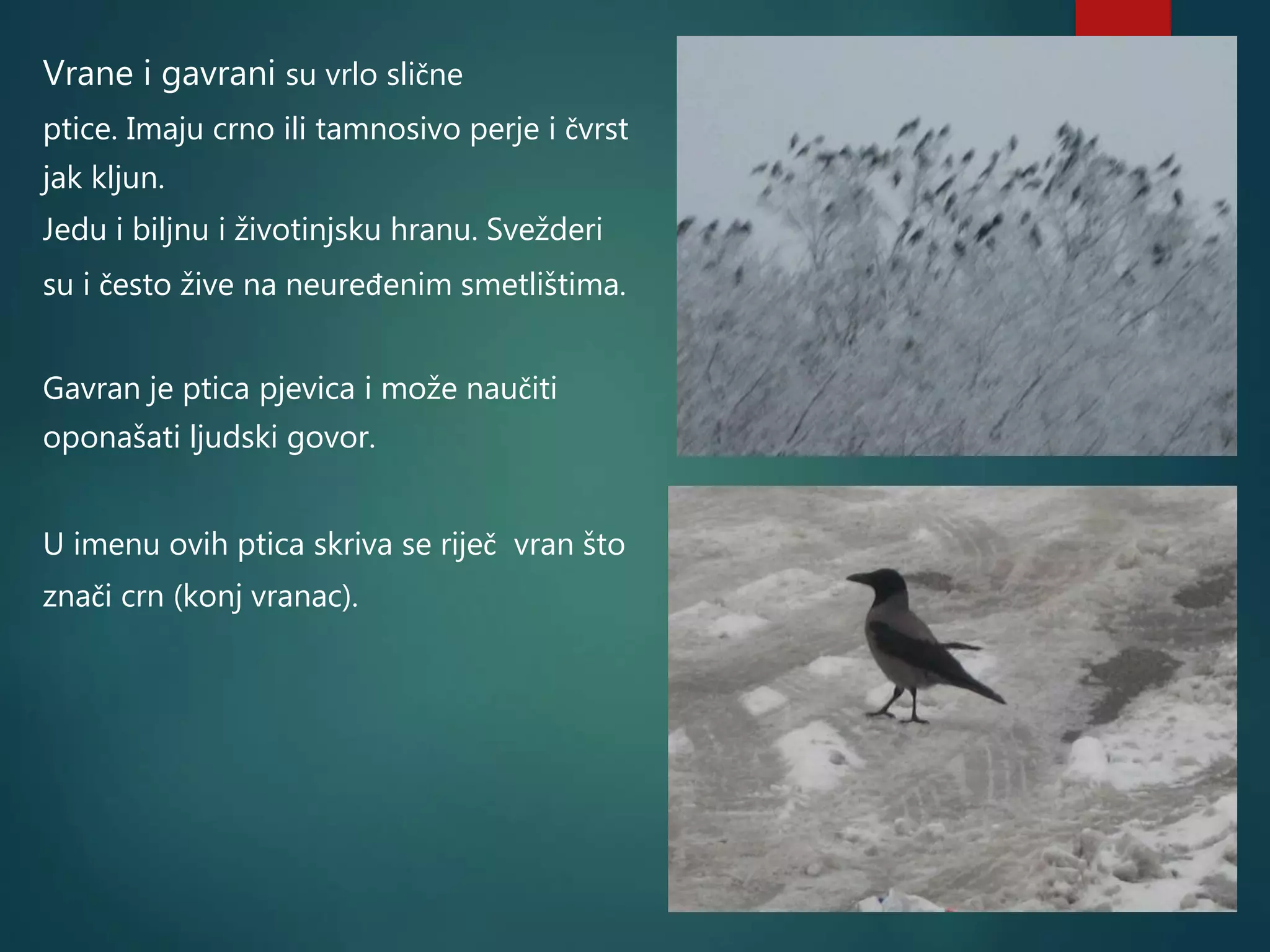 21. ptice stanarice | PPT