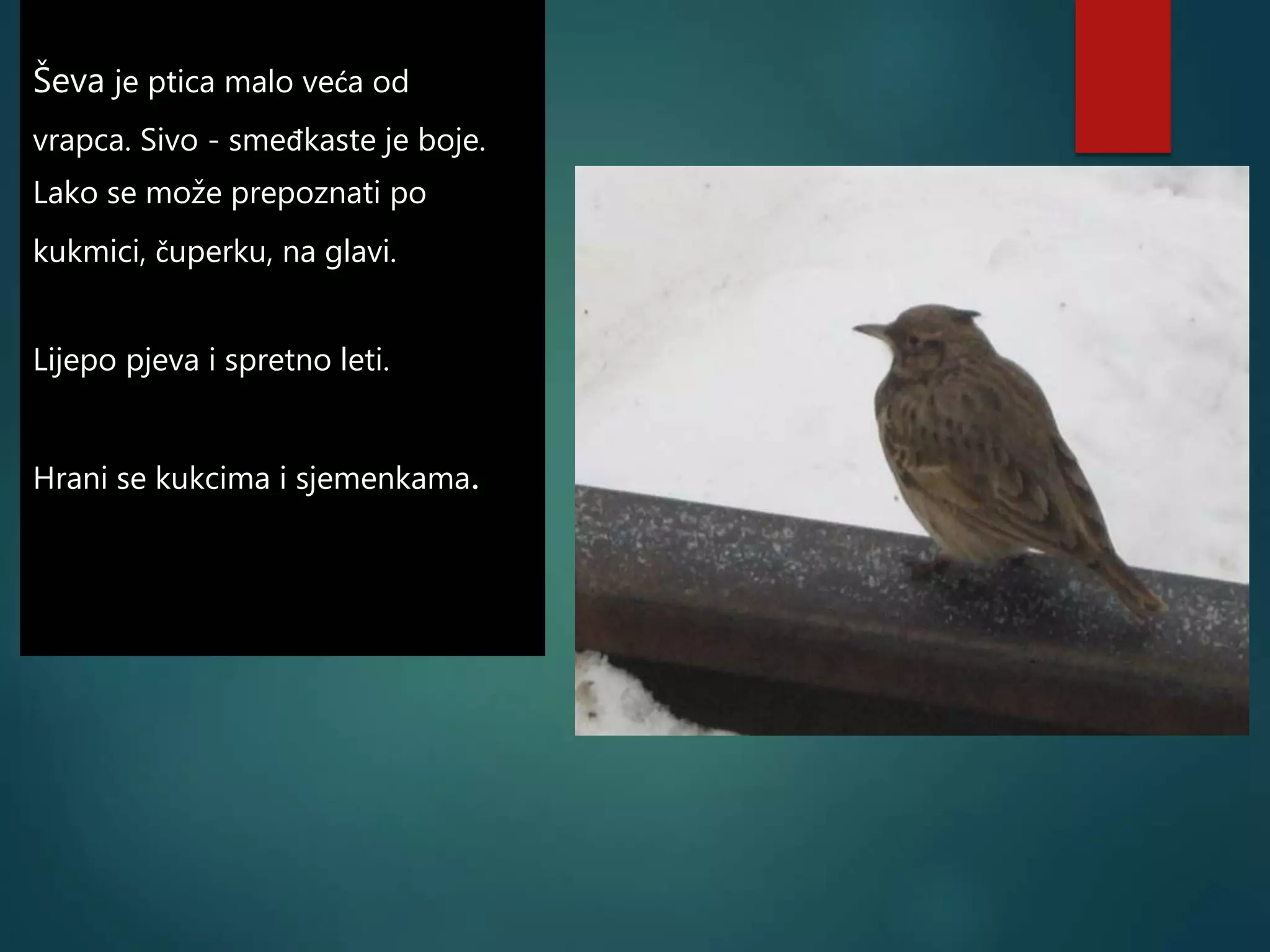 21. ptice stanarice | PPT