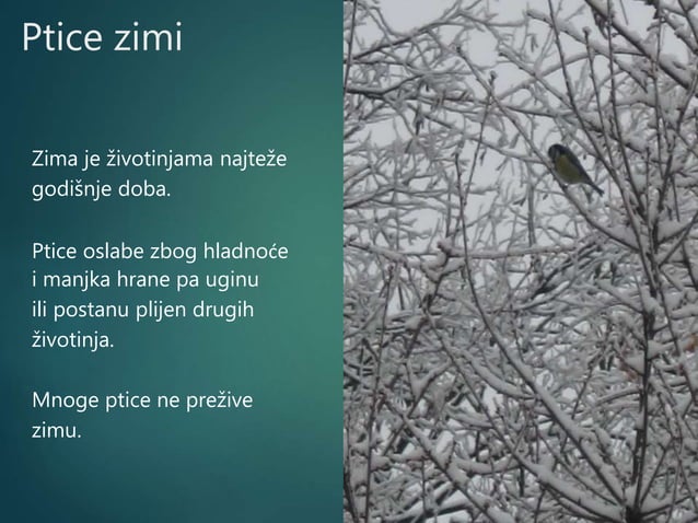 21. ptice stanarice | PPT