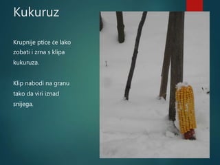 21. ptice stanarice | PPT