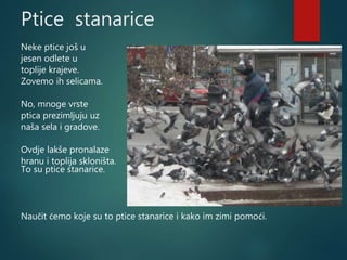 21. ptice stanarice | PPT