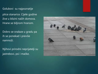 21. ptice stanarice | PPT