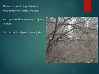 21. ptice stanarice | PPT