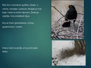 21. ptice stanarice | PPT